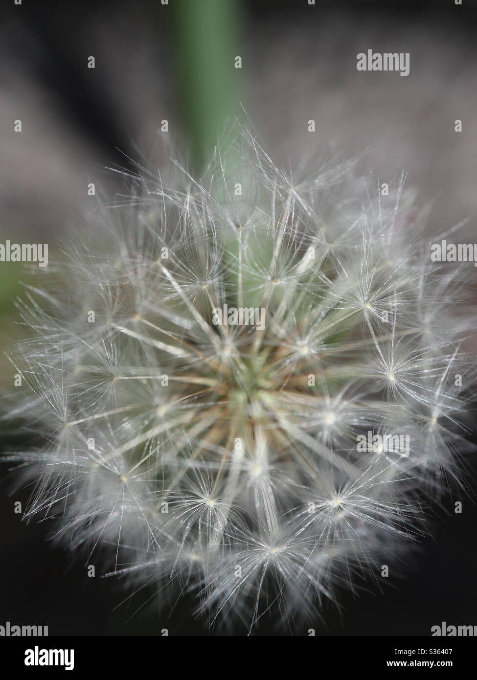 Dandelion seeds blowing in wind hi-res stock photography and images - Alamy