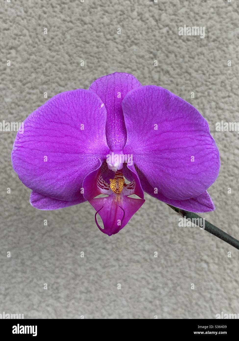 Purple tropical flower hi-res stock photography and images - Alamy