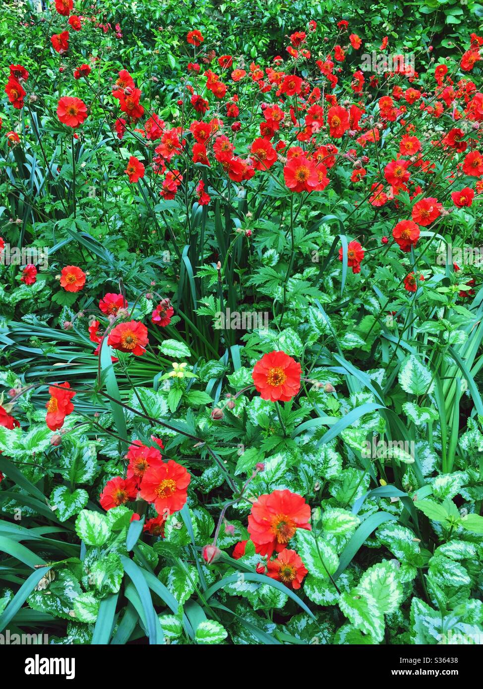 Vibrant red flowers in a well-kept flower bed Stock Photo - Alamy