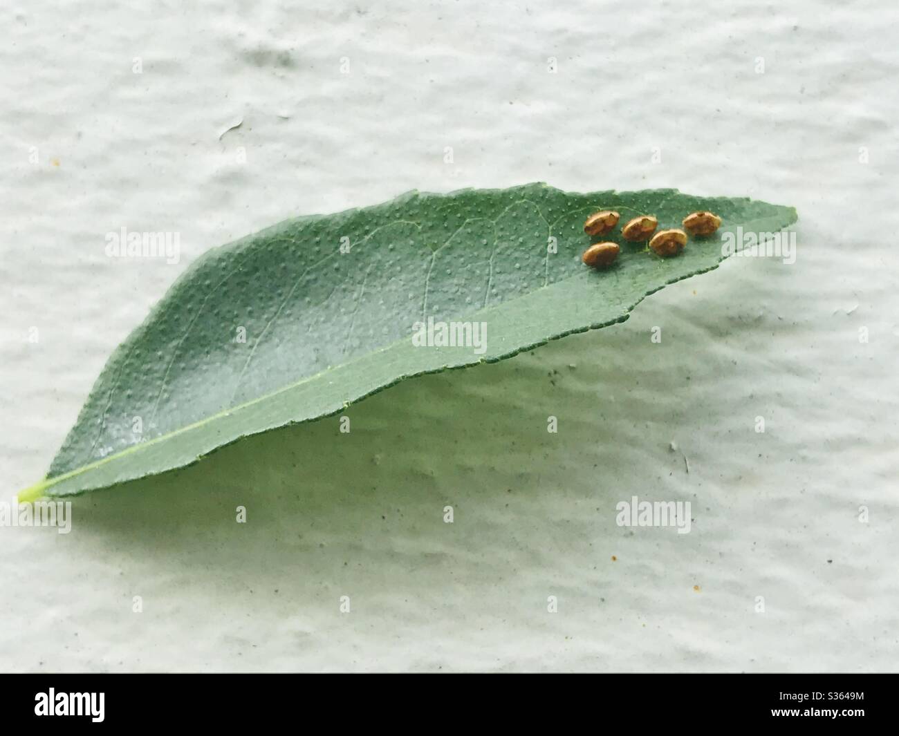 Insect egg capsule hi-res stock photography and images - Alamy