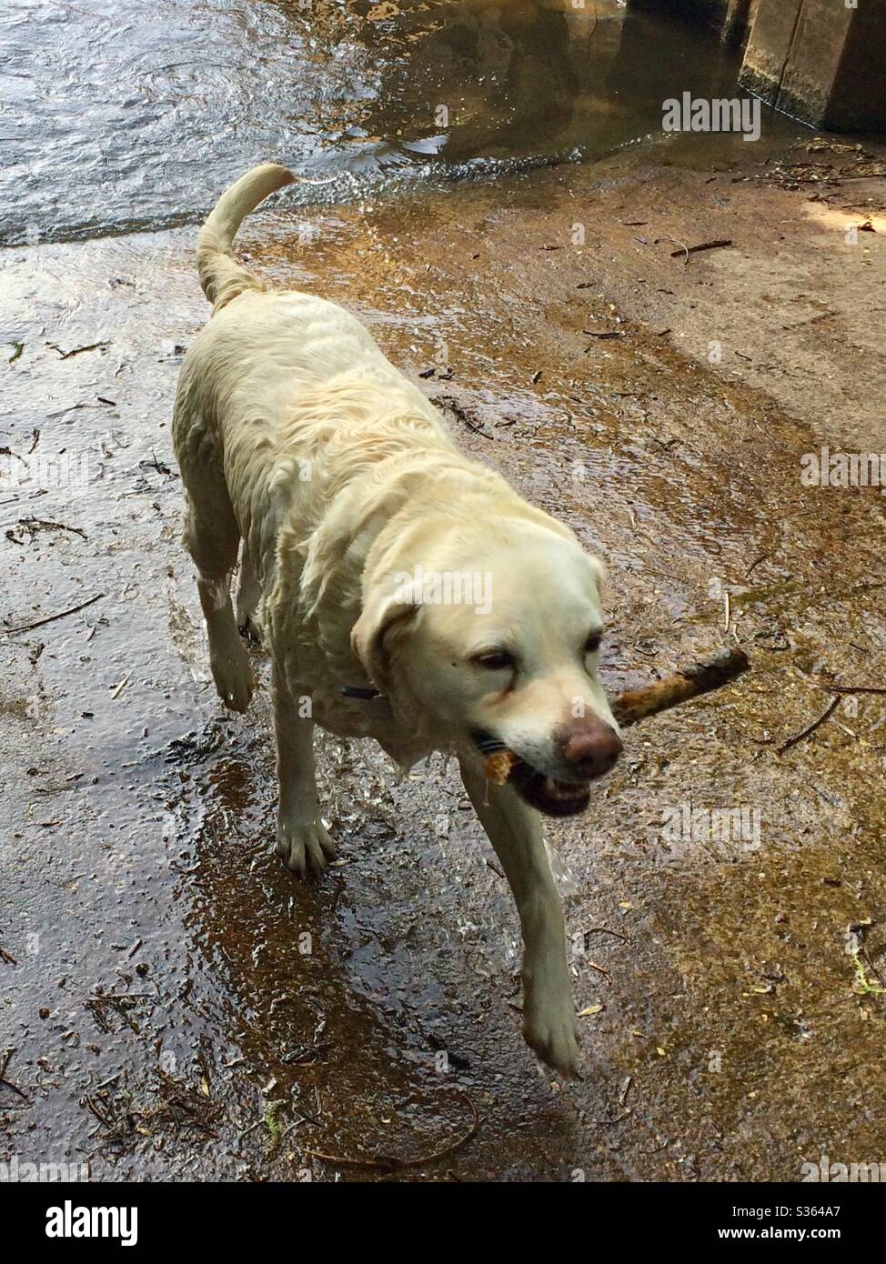 Labrador dog coming out of the water after a swim Stock Photo - Alamy
