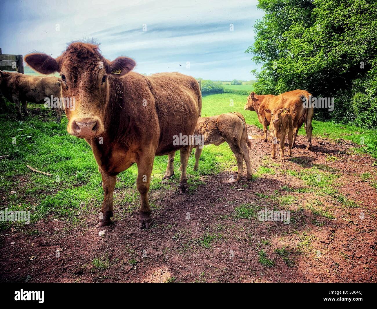 Green grass fields cows trees hi-res stock photography and images - Alamy