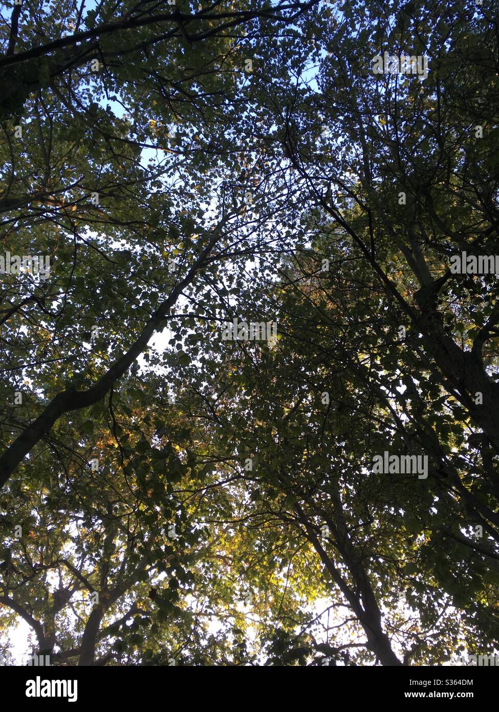 Sunlight through trees hi-res stock photography and images - Alamy