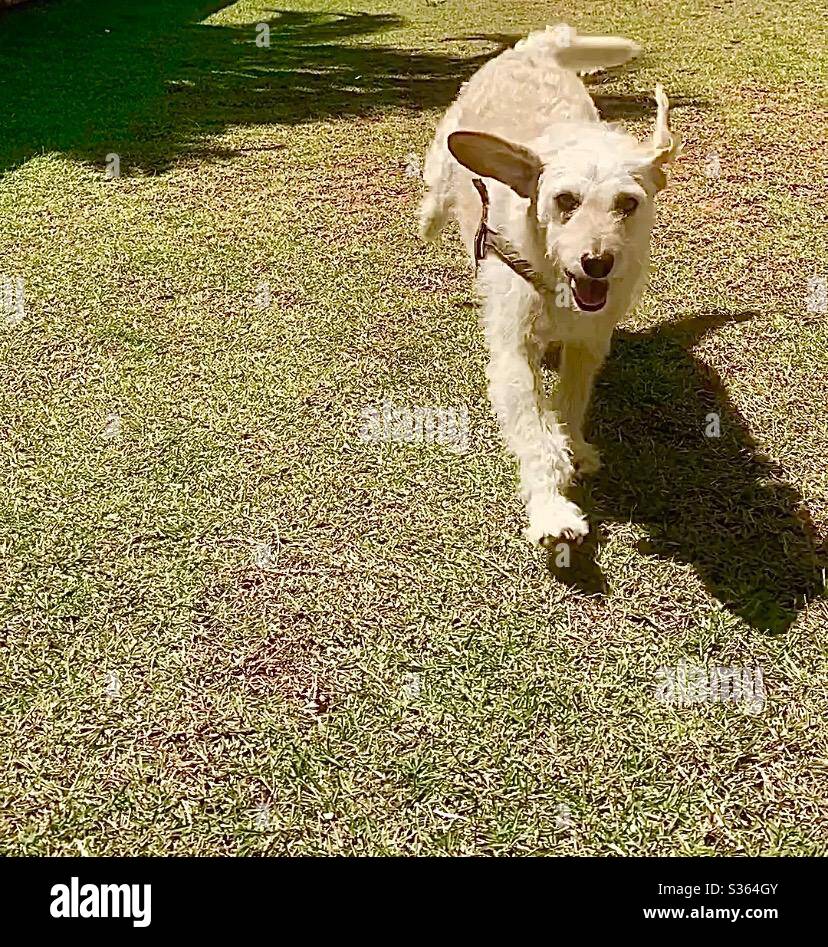 Fluffy Mutt High Resolution Stock Photography and Images - Alamy