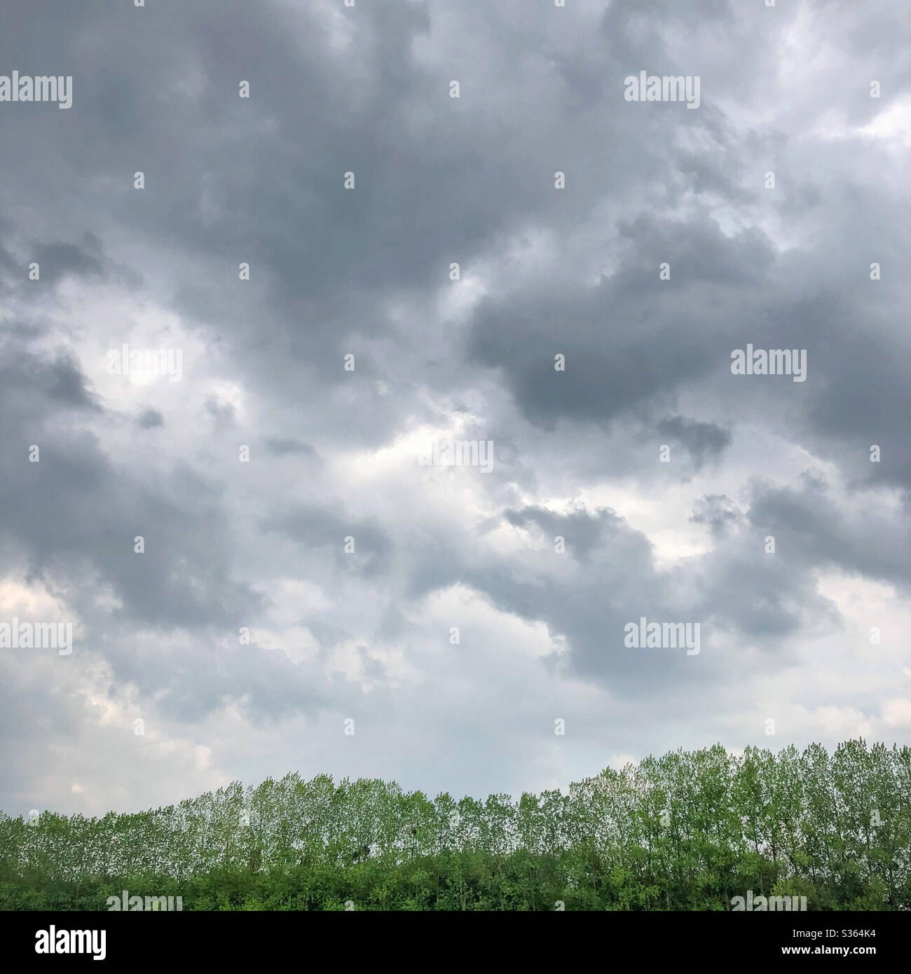 A tree wave Stock Photo - Alamy