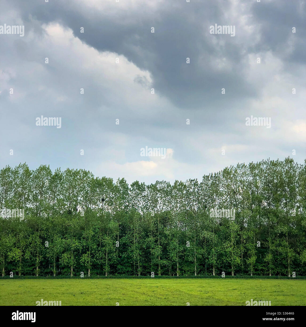 Line of trees Stock Photo - Alamy