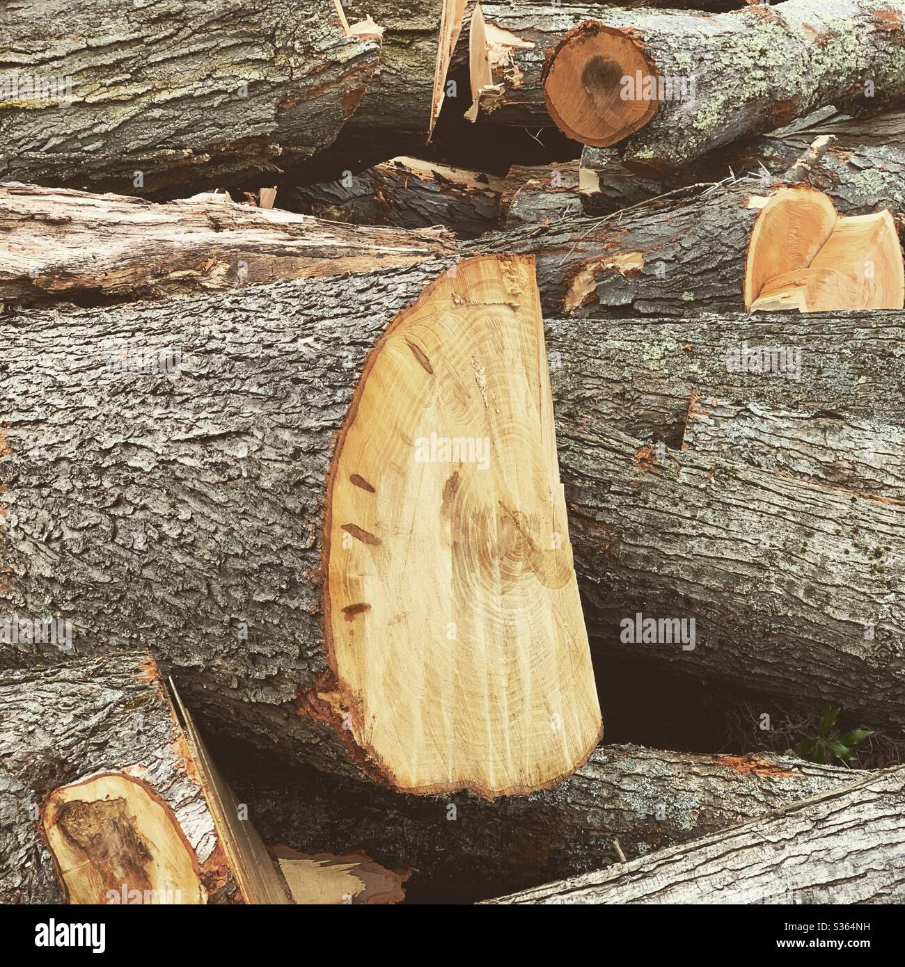 Tree trunks bark smartphone stock photos and images - Alamy
