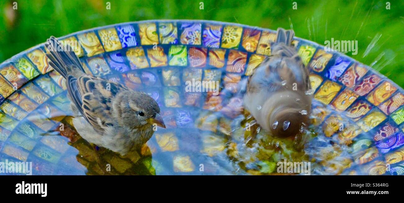 Sparrows taking a bath Stock Photo - Alamy