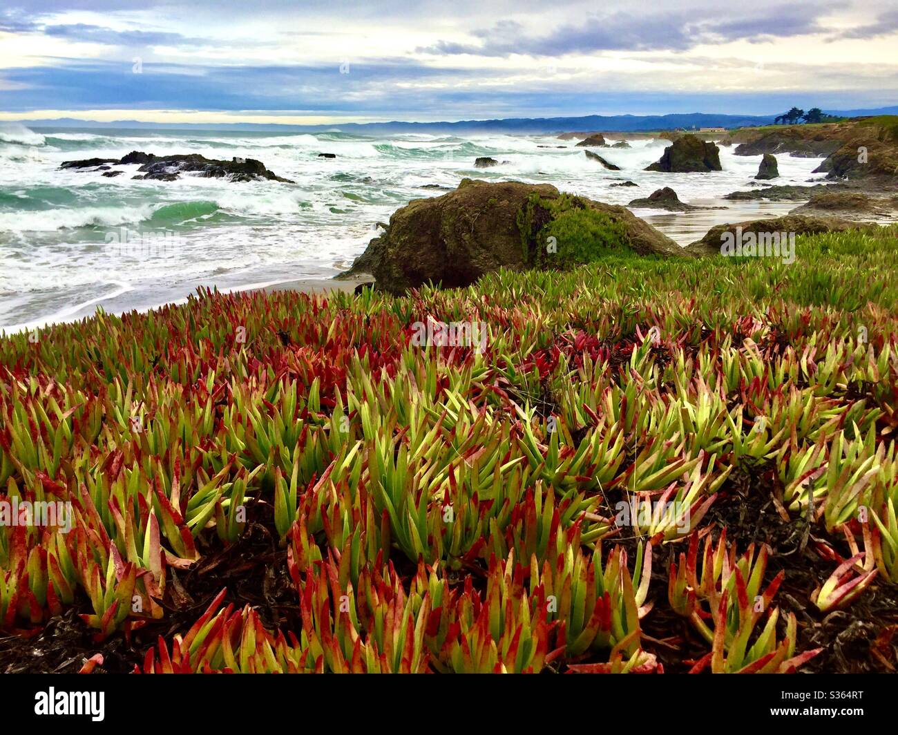 Red ice plant hi-res stock photography and images - Alamy