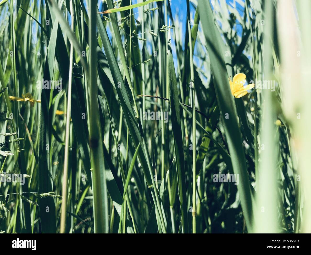 Spring smells hi-res stock photography and images - Alamy