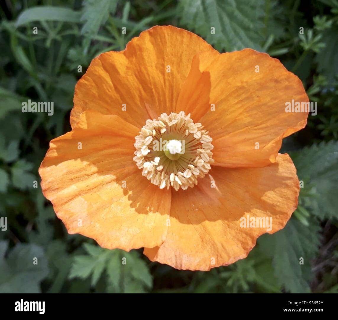 Welsh poppies orange hi-res stock photography and images - Alamy