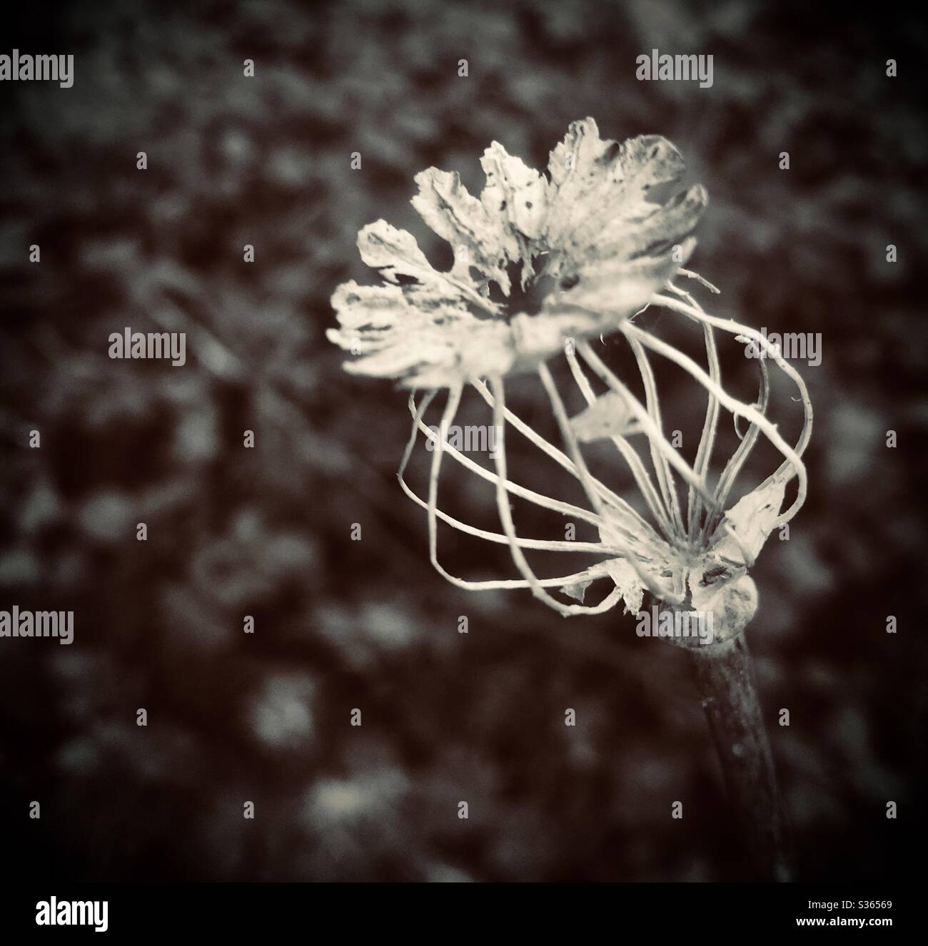 Seed inside art hi-res stock photography and images - Alamy