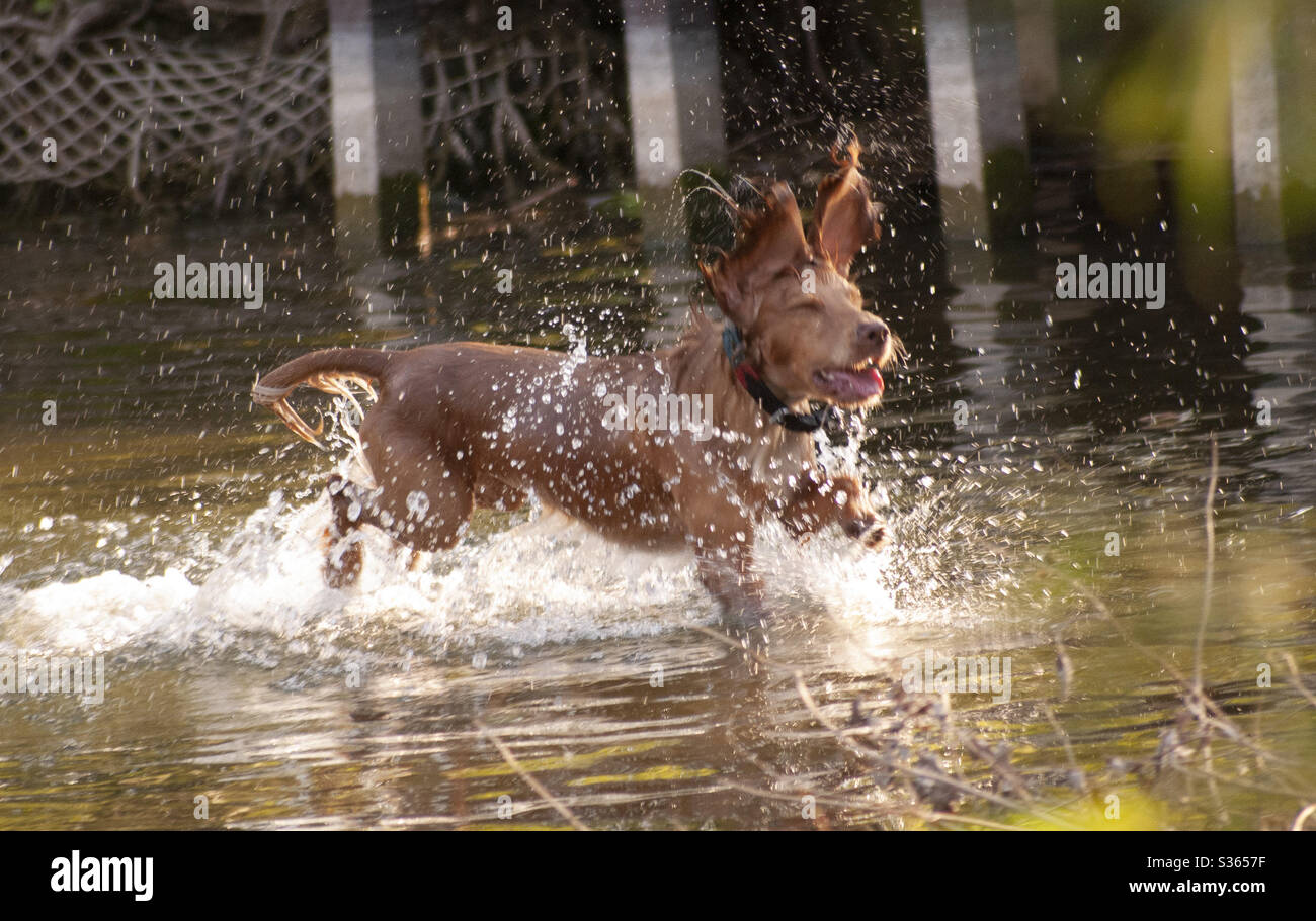 Dog splash hi-res stock photography and images - Alamy