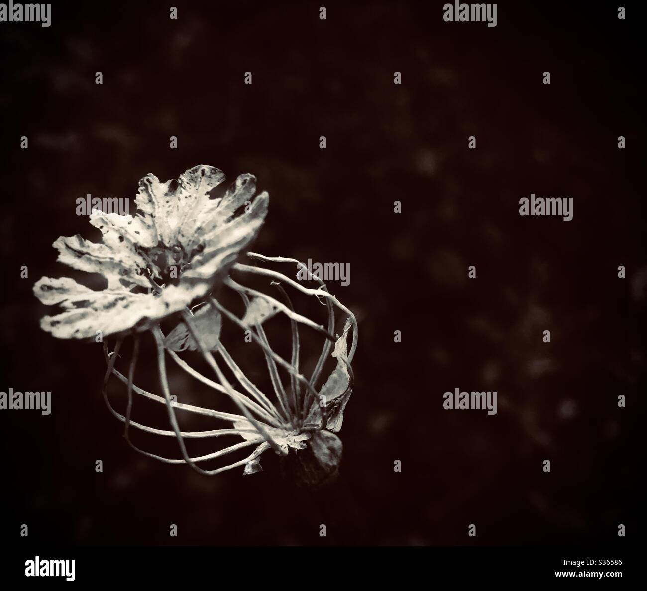 Poppy seeds pod inside hi-res stock photography and images - Alamy