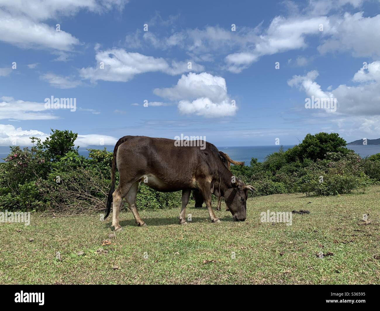 Cow and grass hi-res stock photography and images - Alamy