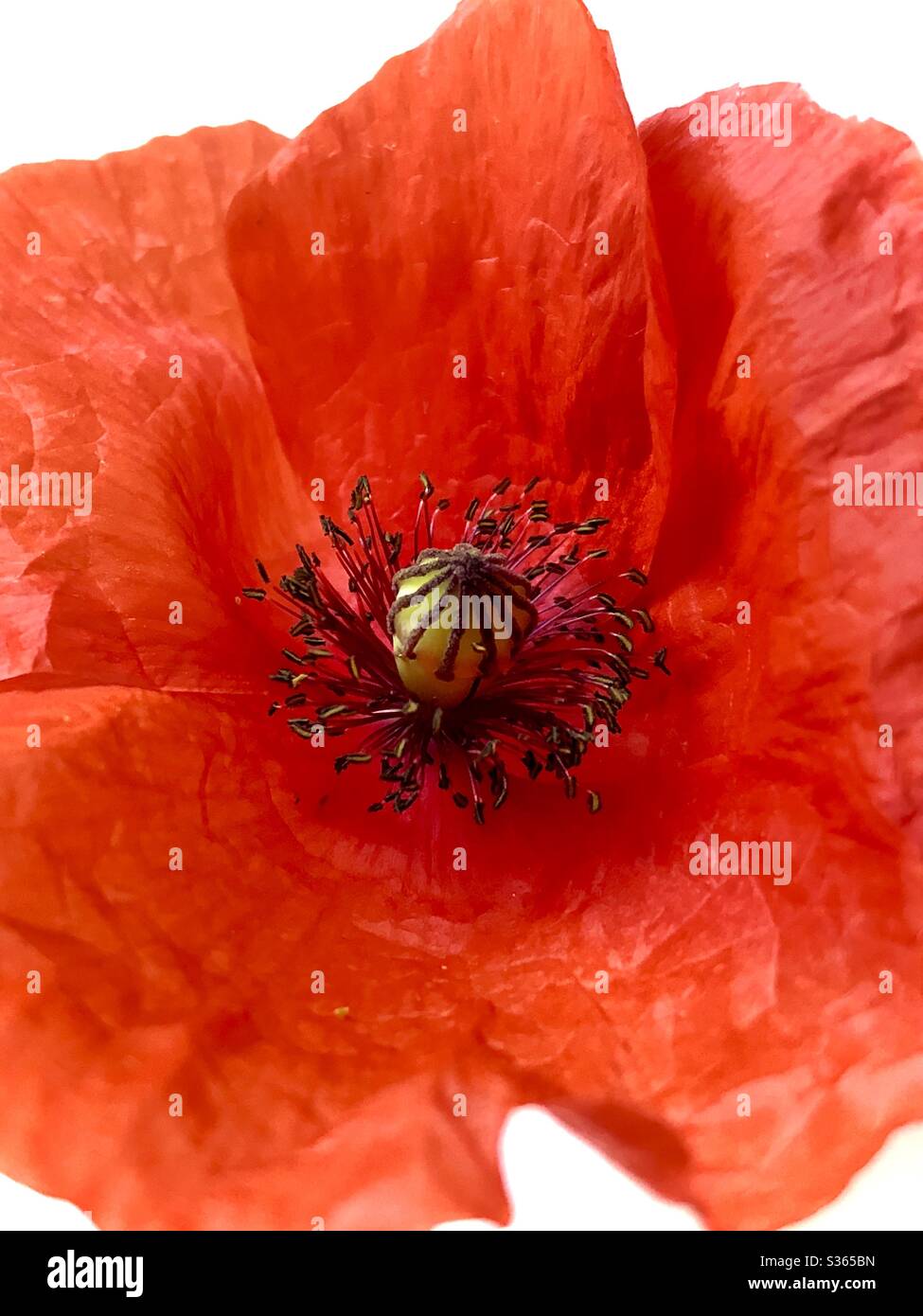 Poppy white background remembrance hi-res stock photography and images ...