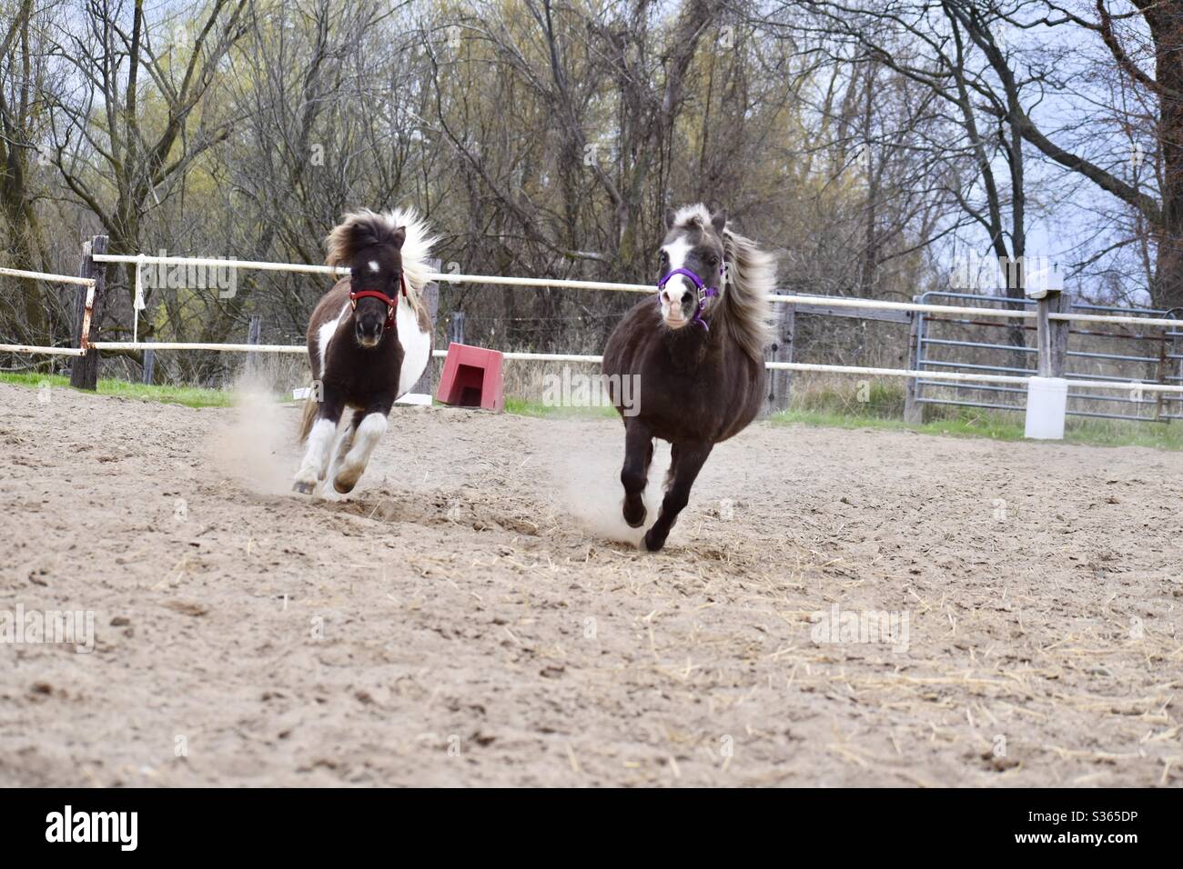 Miniature horse therapy hi-res stock photography and images - Alamy