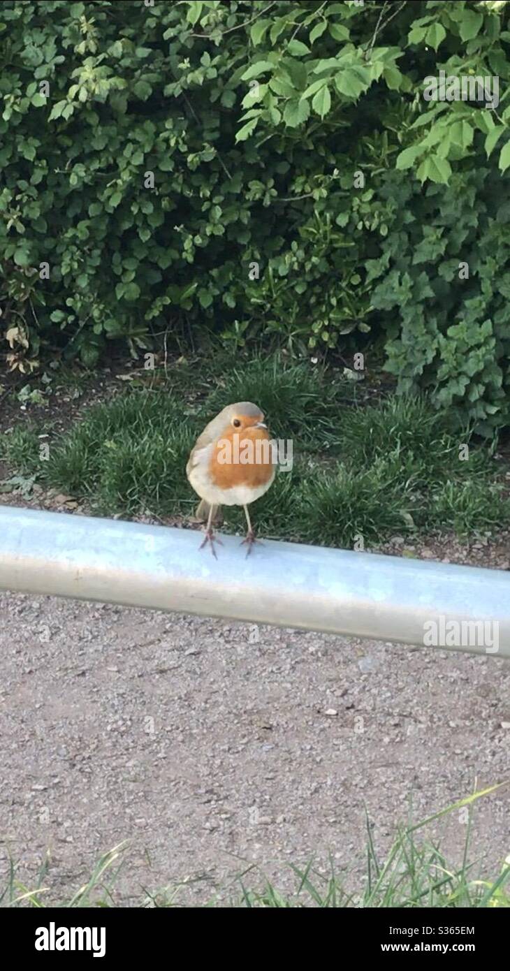 Curious bird hi-res stock photography and images - Alamy