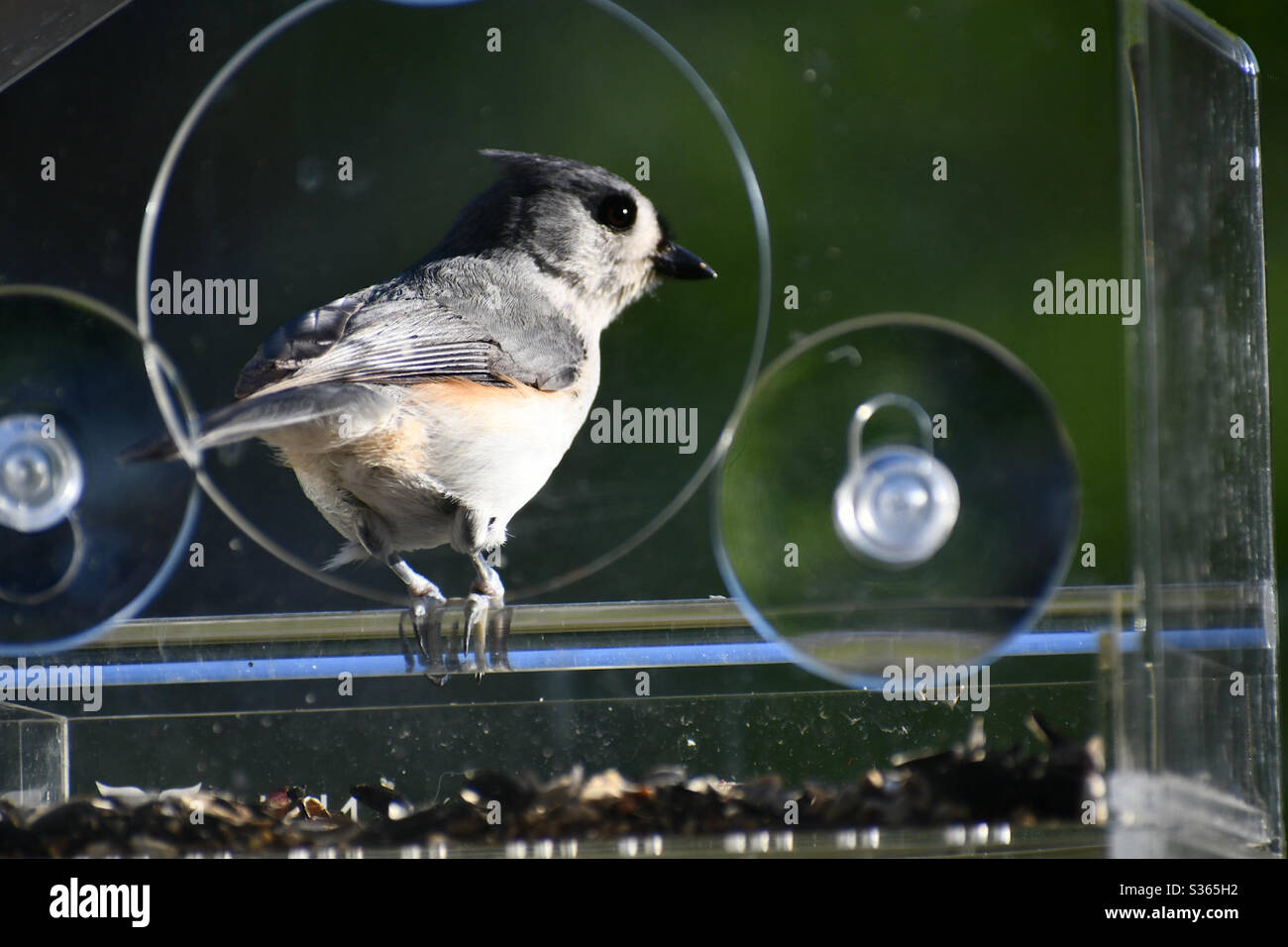 Bird Watching from the House Window Stock Photo - Alamy