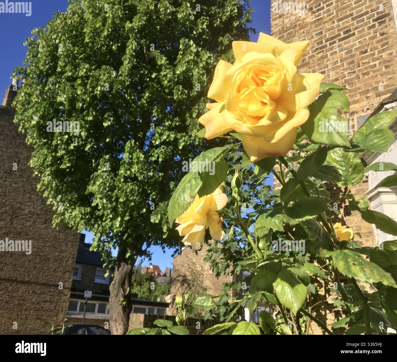 Sunny skies rose hi-res stock photography and images - Alamy