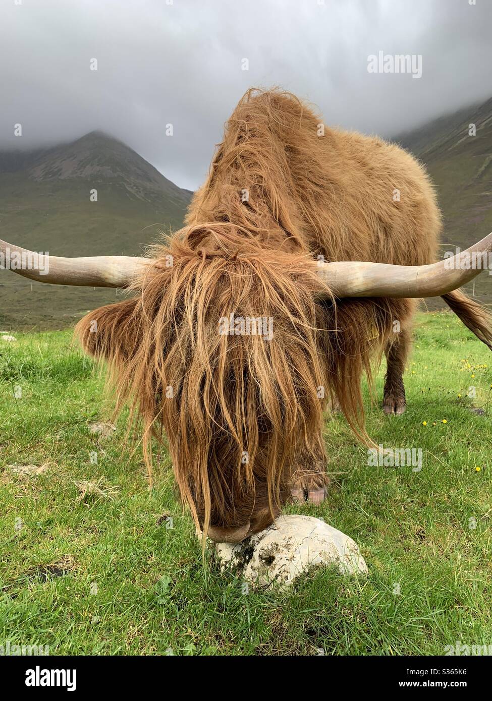 Hairy coo hi-res stock photography and images - Alamy