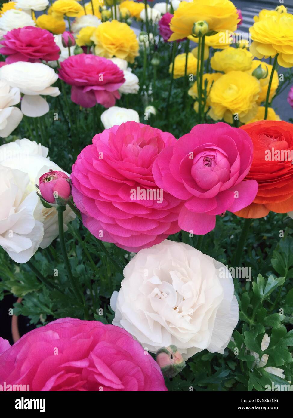 Ranunculus magenta flower hi-res stock photography and images - Alamy