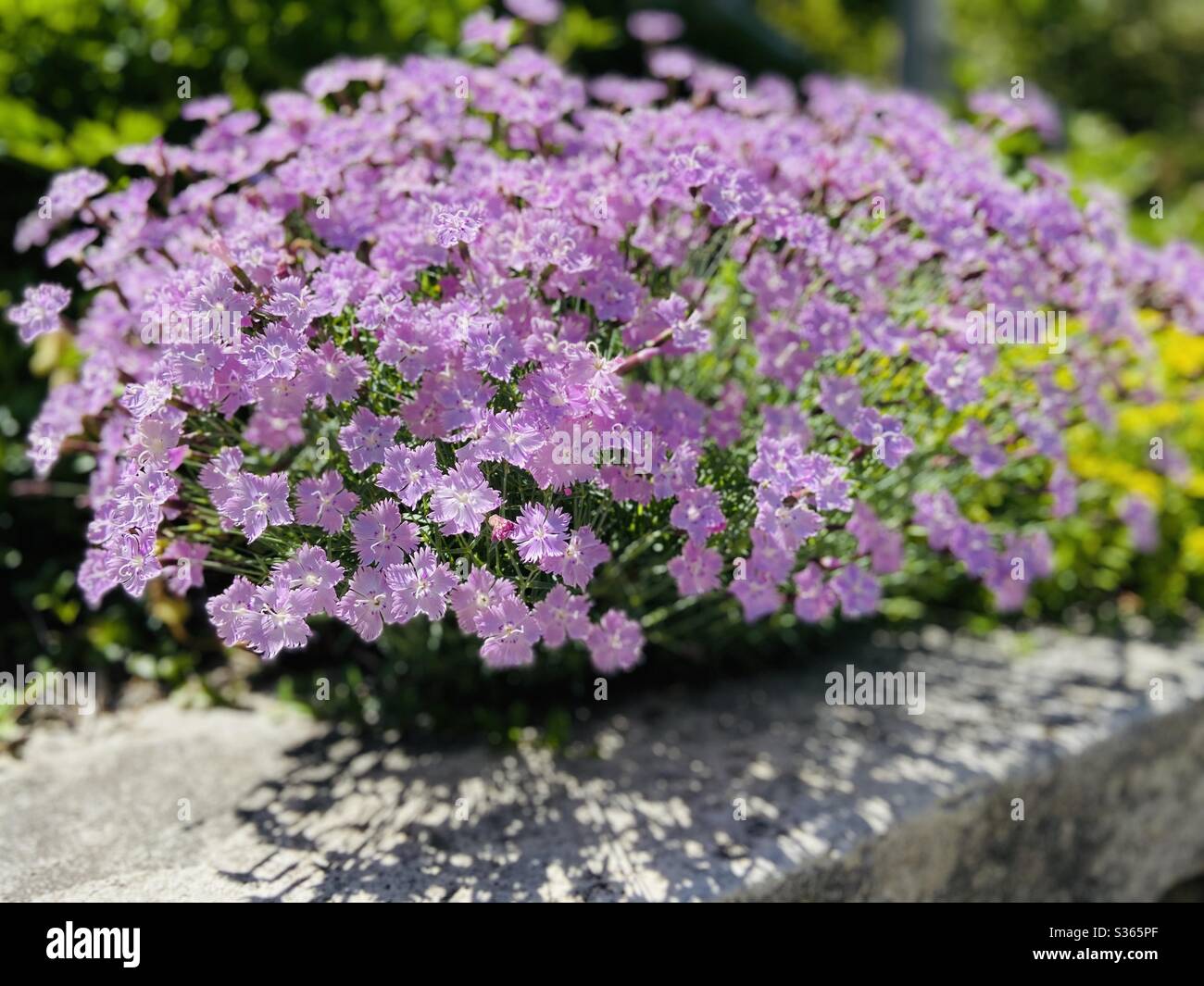 Midwest flowers hi-res stock photography and images - Alamy