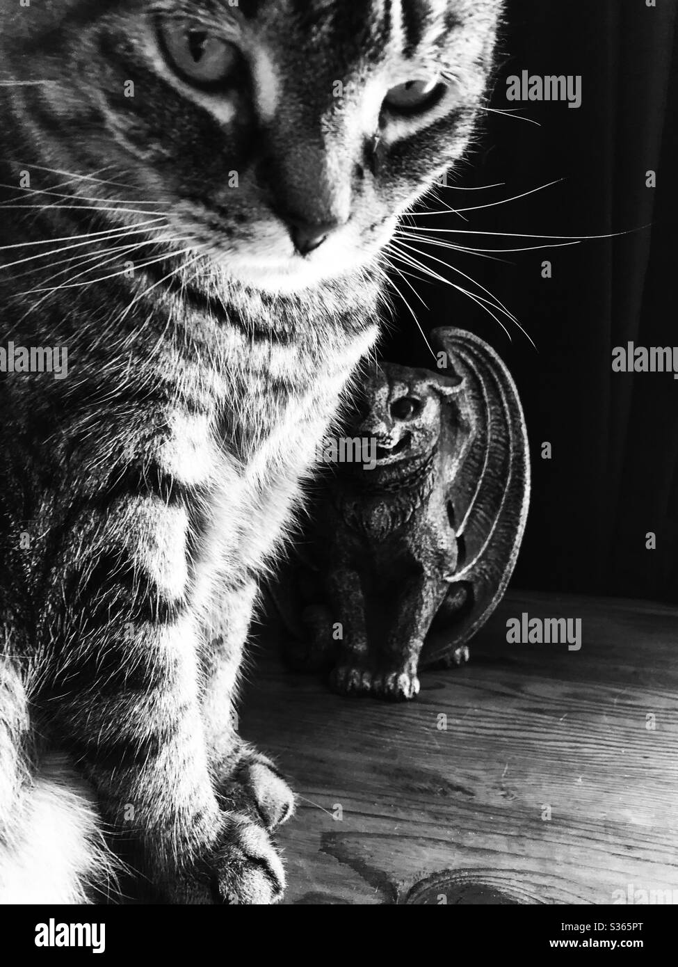 Devil cat hi-res stock photography and images - Alamy