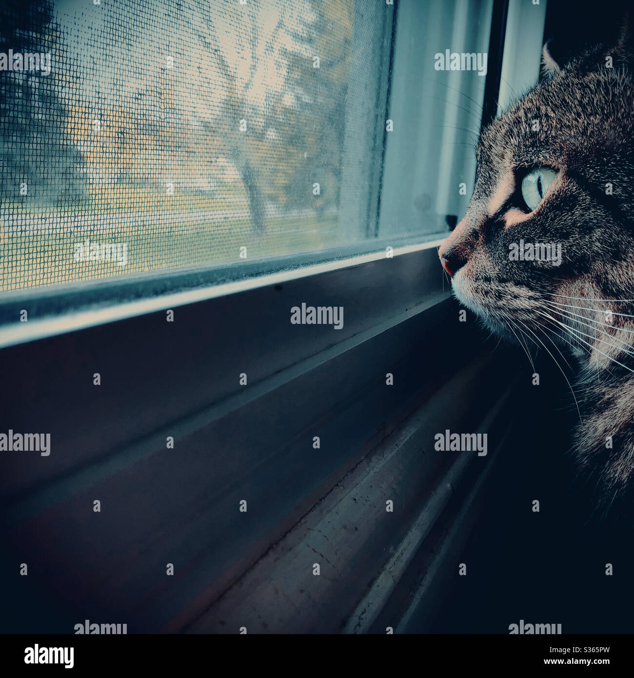 My cat gazing out the window watching for birds Stock Photo - Alamy