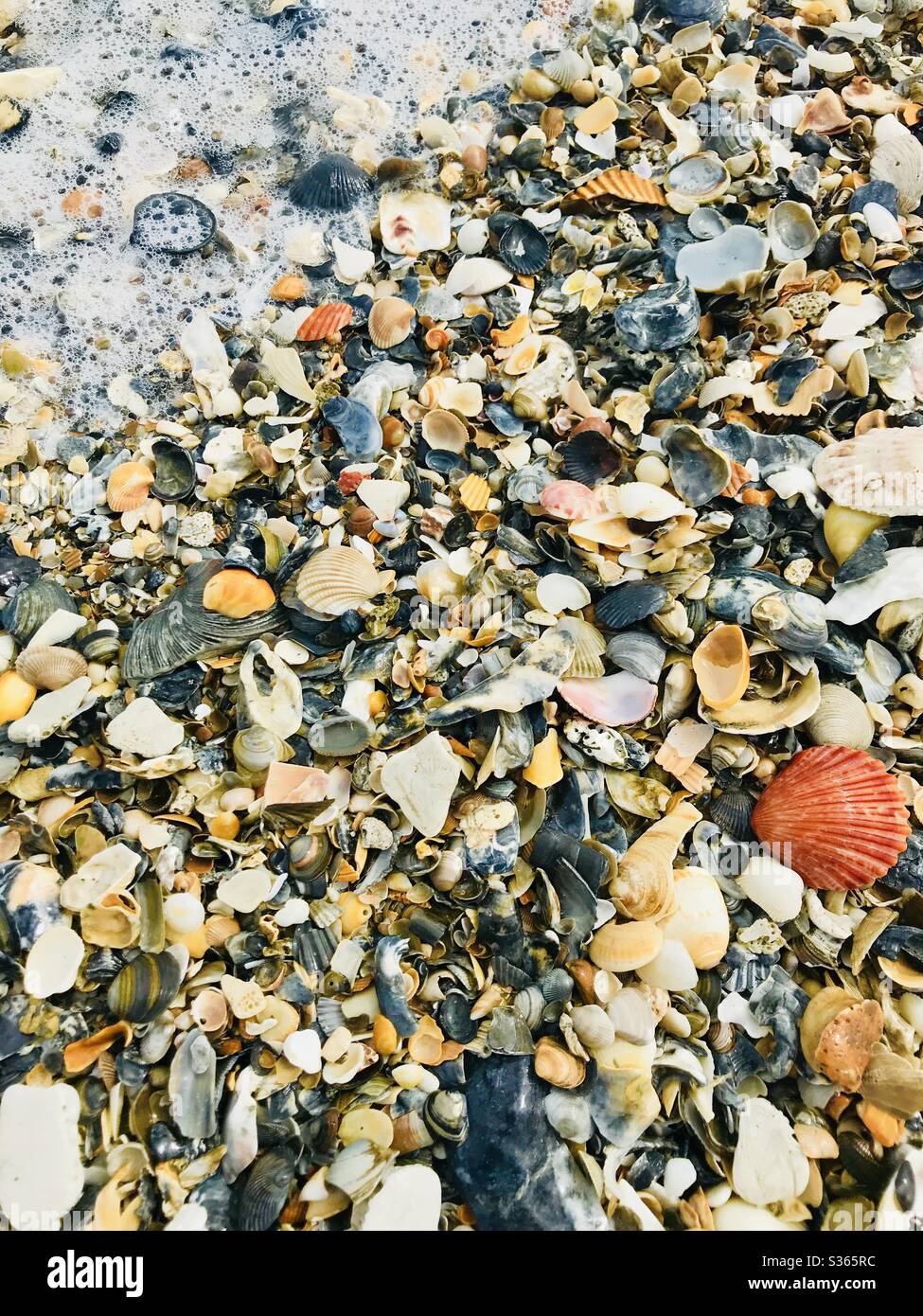 Many shells hi-res stock photography and images - Alamy