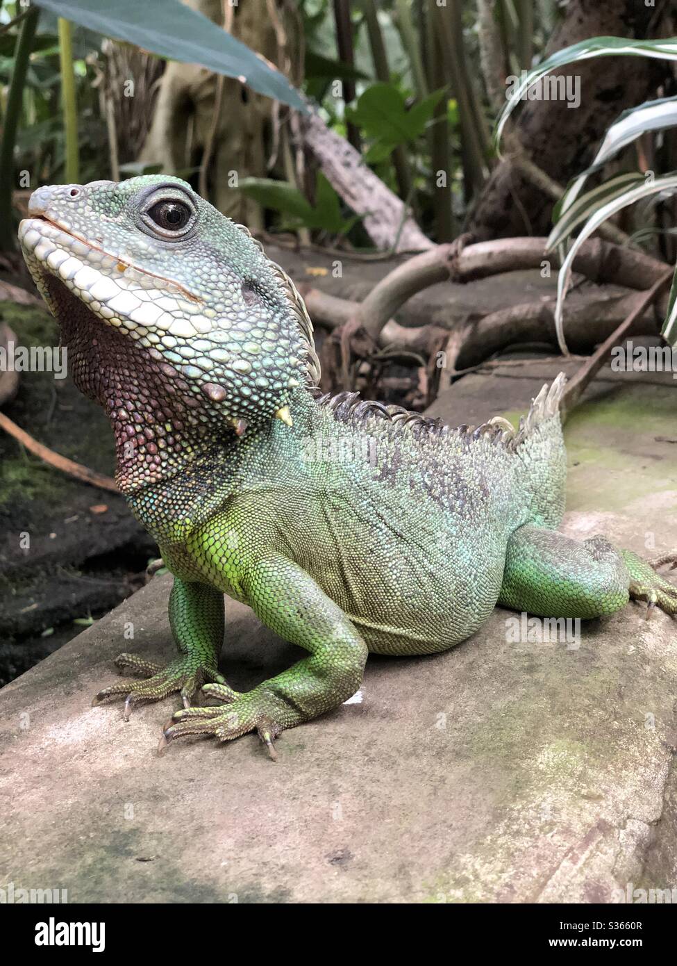 Iguana walk hi-res stock photography and images - Alamy