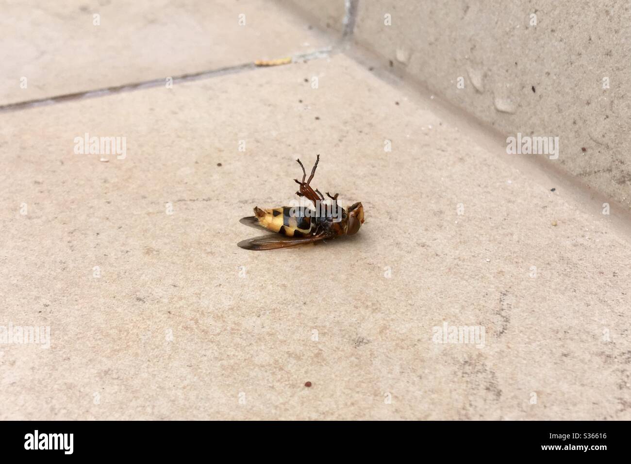 Dead insect insects hi-res stock photography and images - Alamy