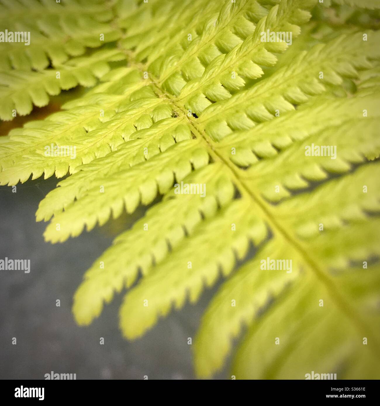 Lush green fronds hi-res stock photography and images - Alamy