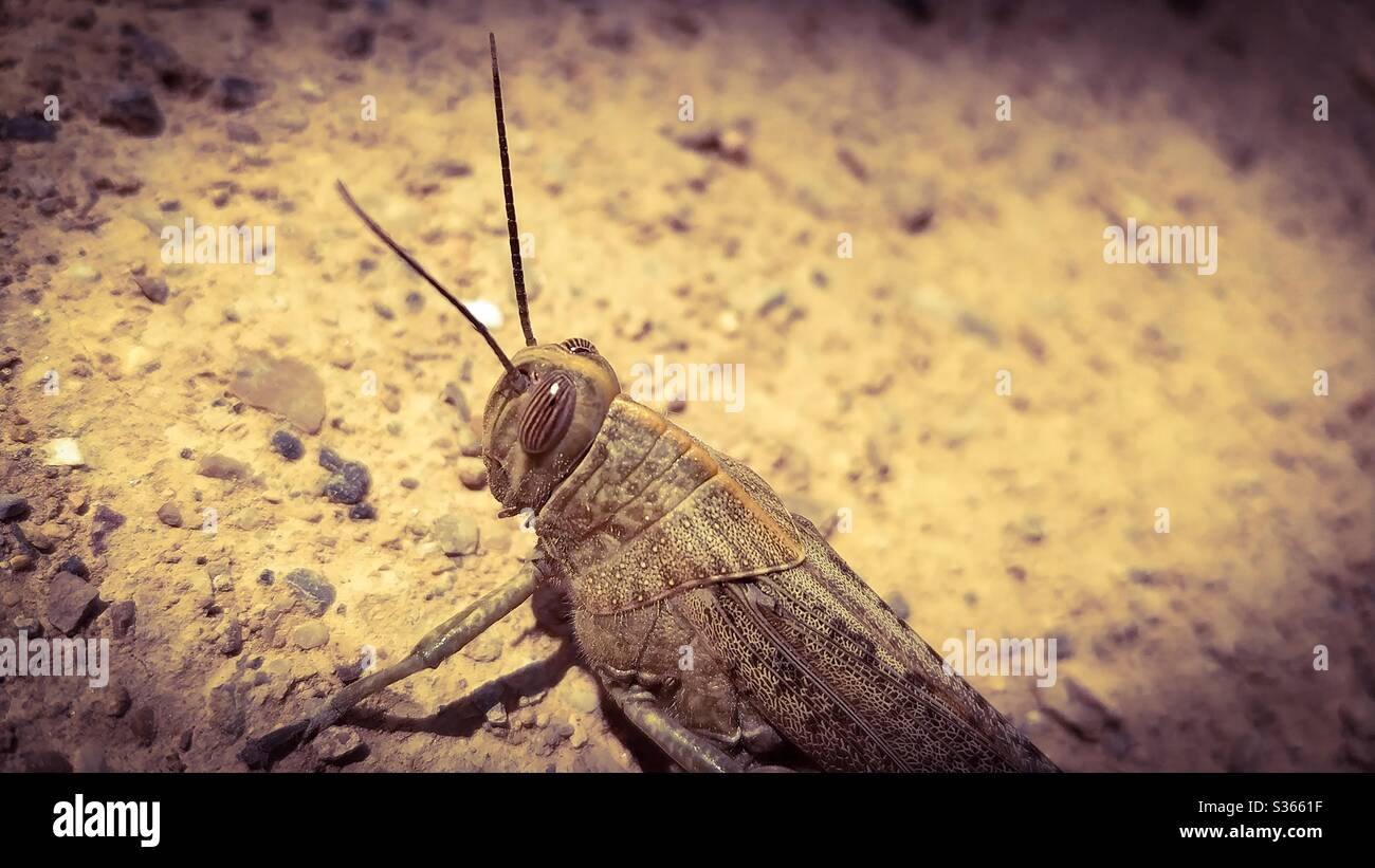 Leaping insects hi-res stock photography and images - Alamy