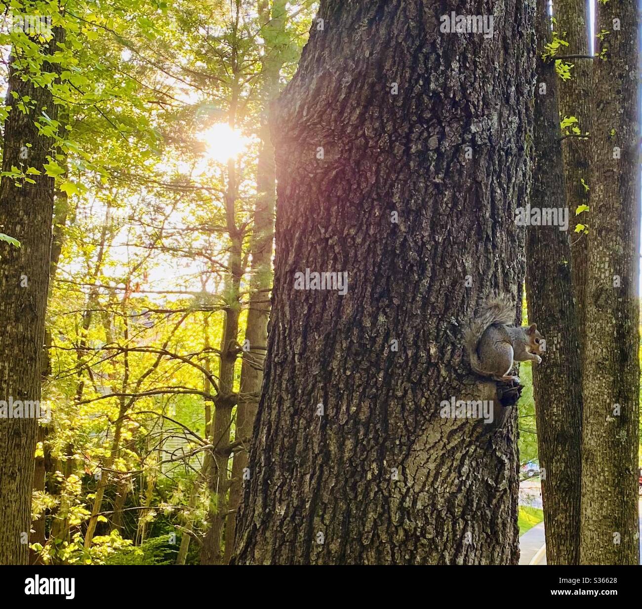 Wildlife sun hi-res stock photography and images - Alamy