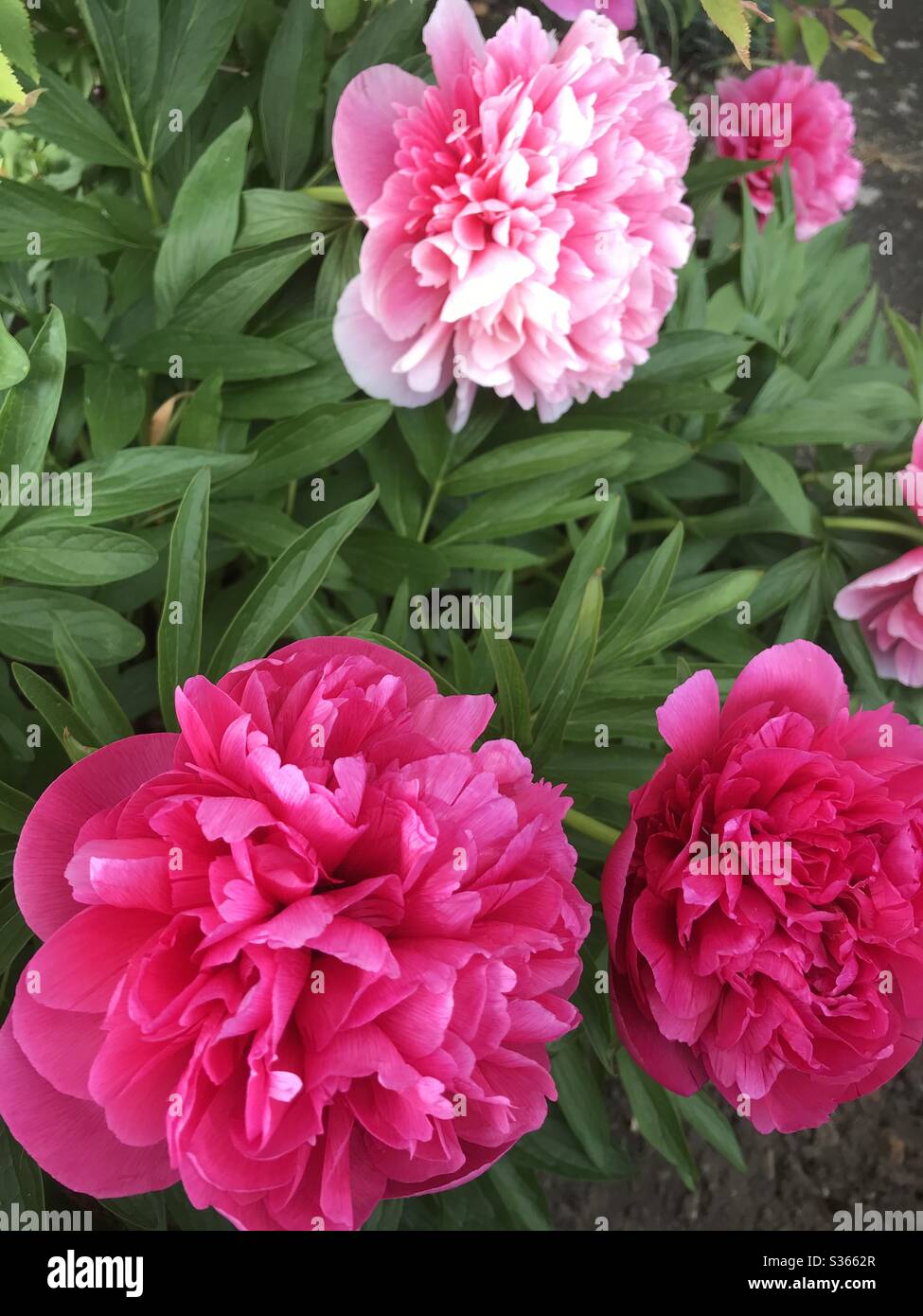 Peony blooming hi-res stock photography and images - Alamy