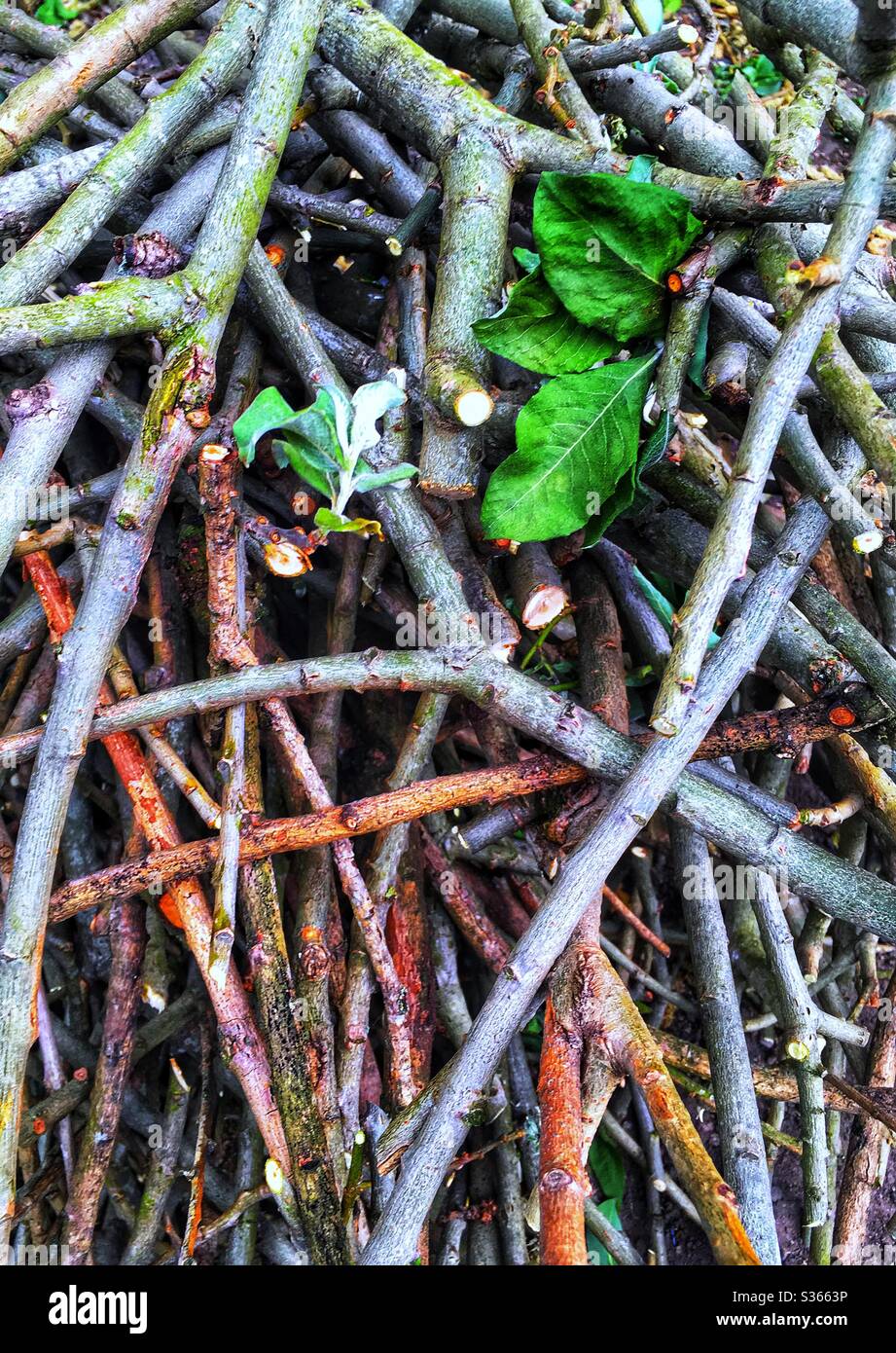 Ash tree twigs hi-res stock photography and images - Alamy