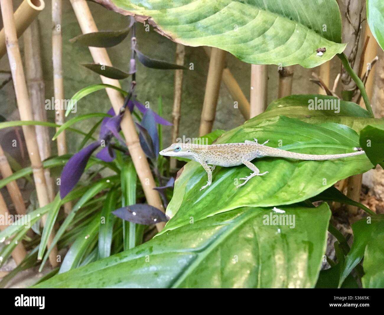 Anolis Lizards High Resolution Stock Photography and Images - Alamy