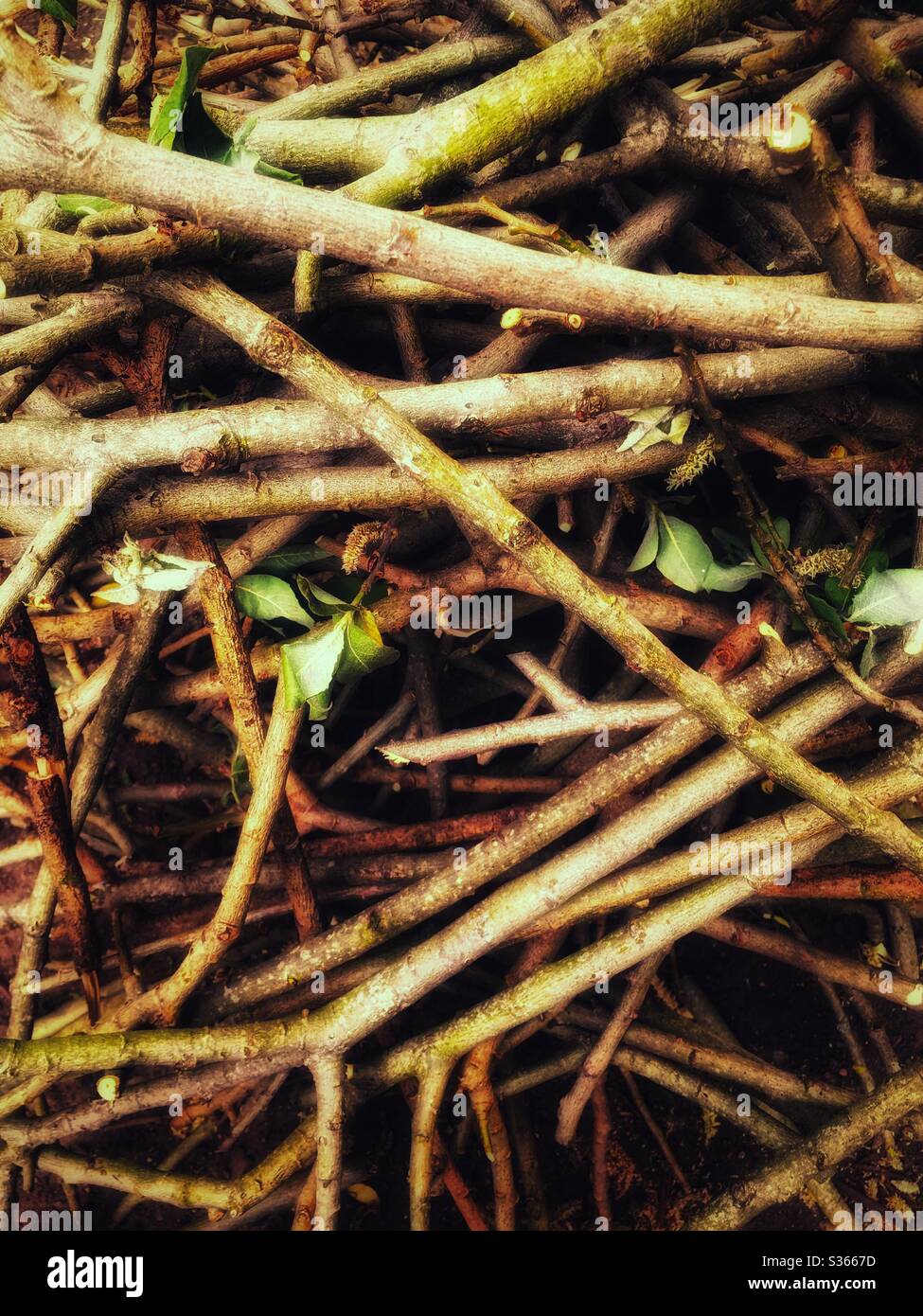 Tree twigs hi-res stock photography and images - Alamy