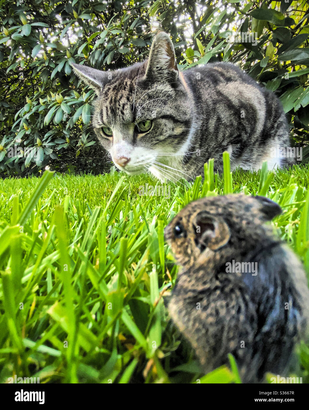 Cat and mouse Stock Photo - Alamy
