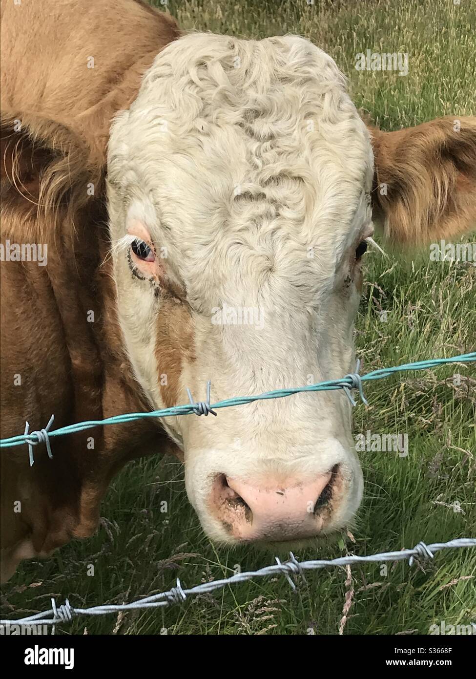 Moo cow hi-res stock photography and images - Alamy