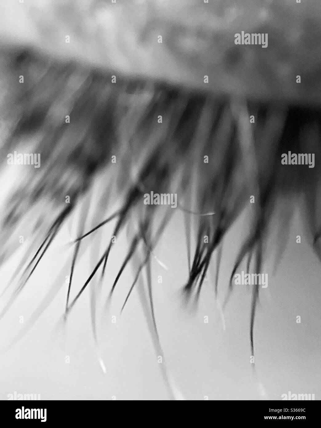 Eyelashes up close Stock Photo - Alamy
