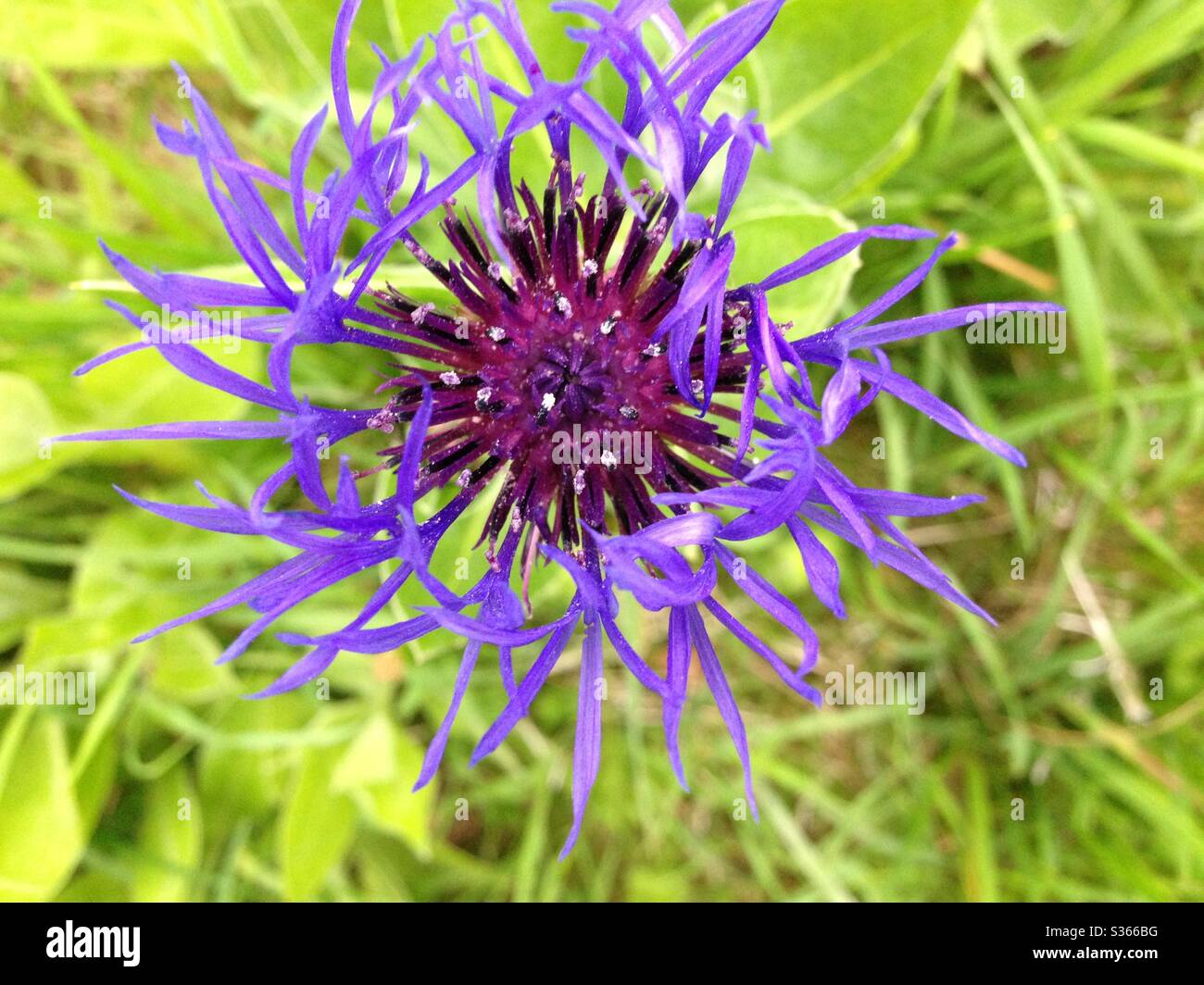 Exotic purple flower hi-res stock photography and images - Alamy