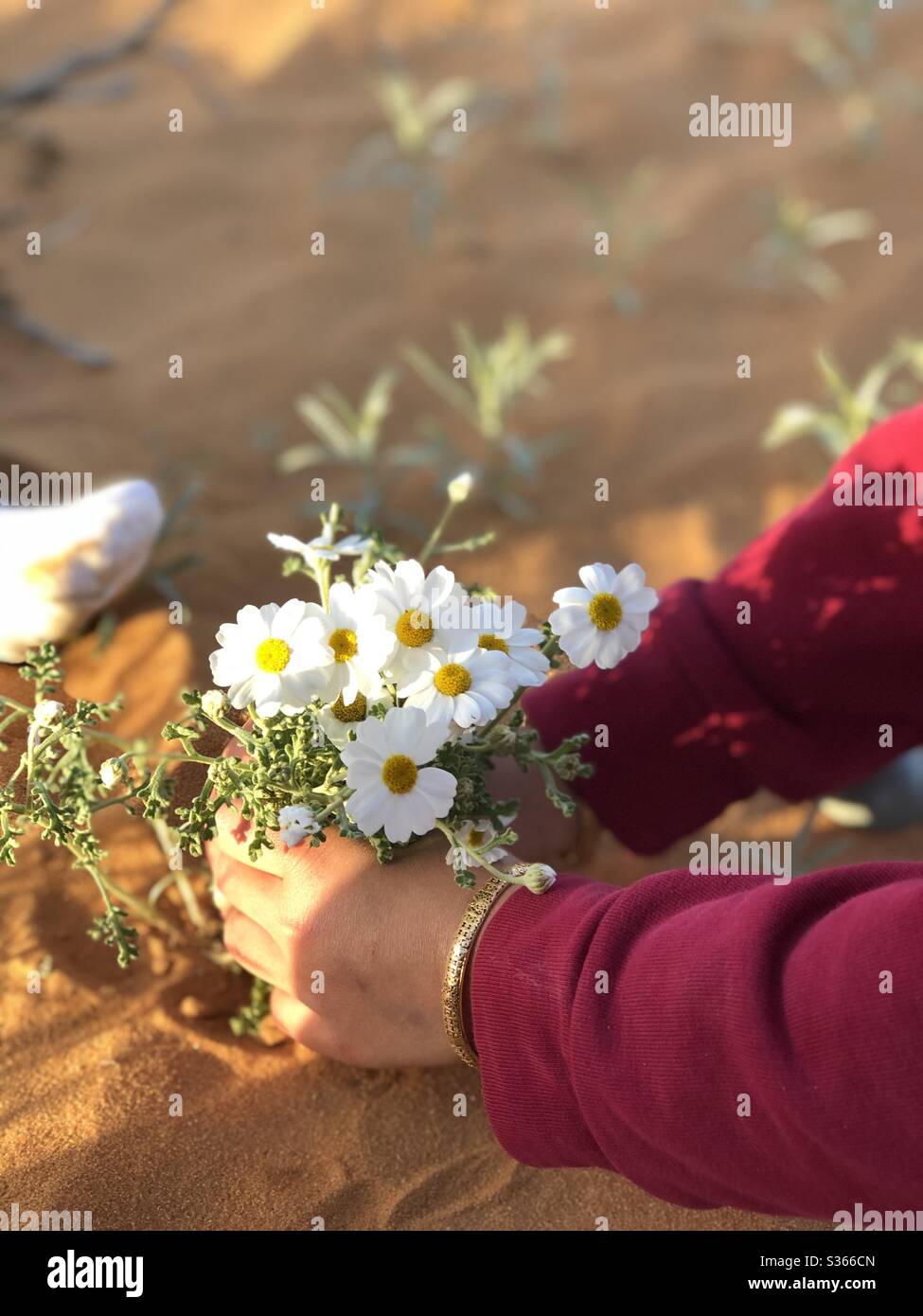 Chrysanthemum .. white flower on the Northern Border Desert Stock Photo ...