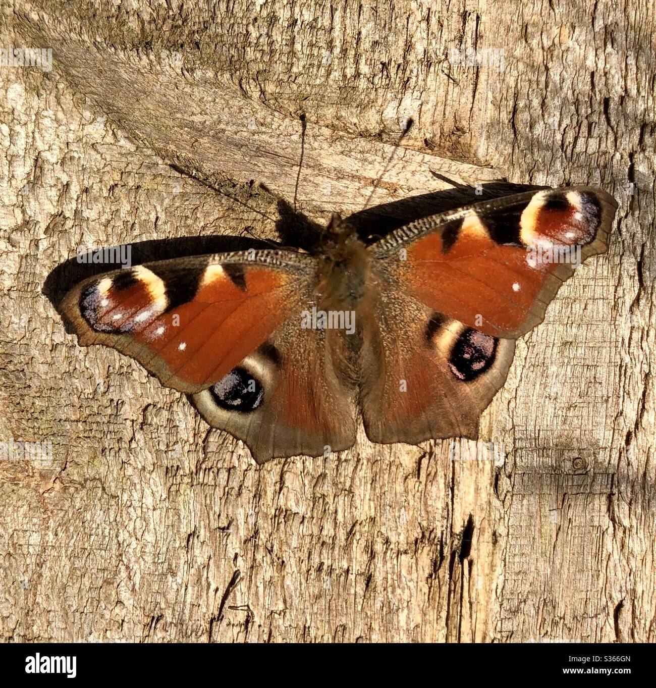 Butterfly sun hi-res stock photography and images - Alamy