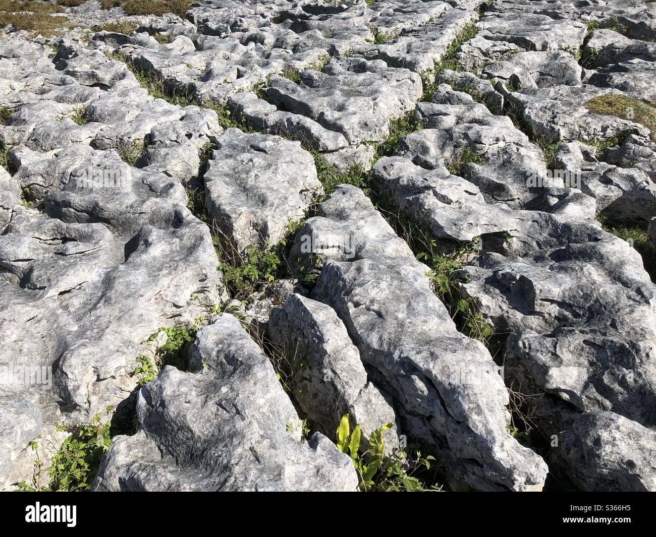 Clints Grikes Geology, Clint, Phenomena, 49% OFF