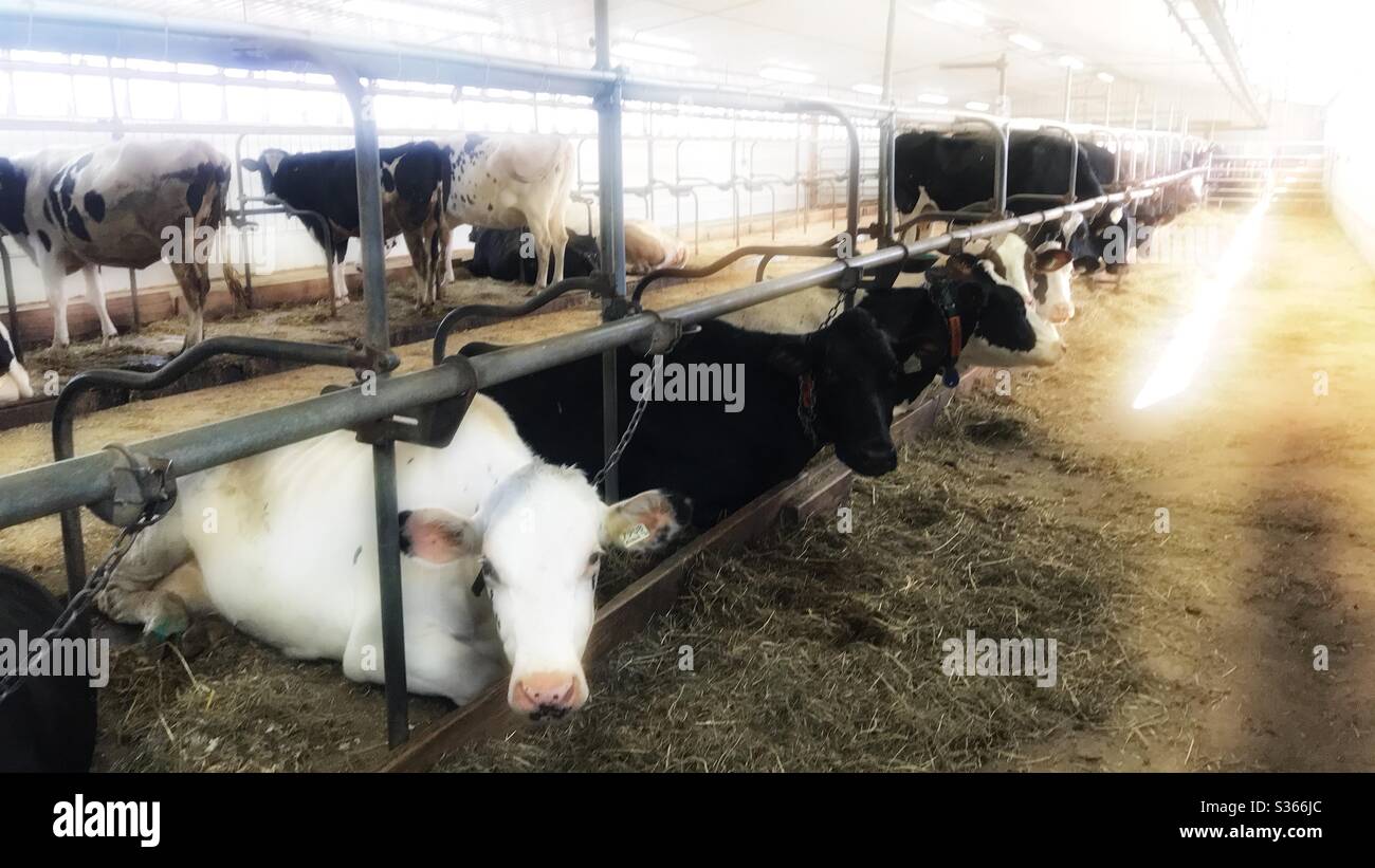 Stable life hi-res stock photography and images - Alamy