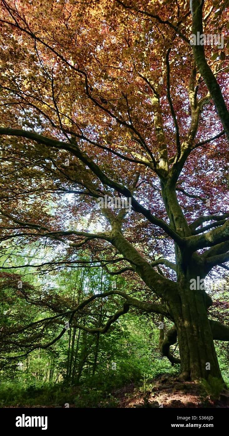 A photograph of a large beech tree with brilliant vibrant colourful ...