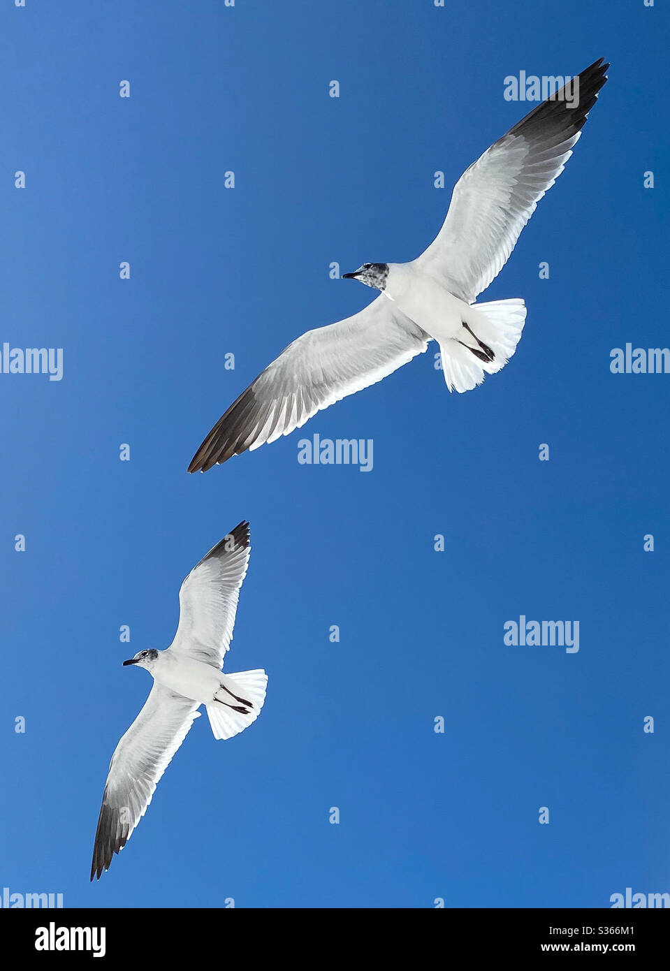 Two seagulls inflight with clear blue sky background Stock Photo - Alamy