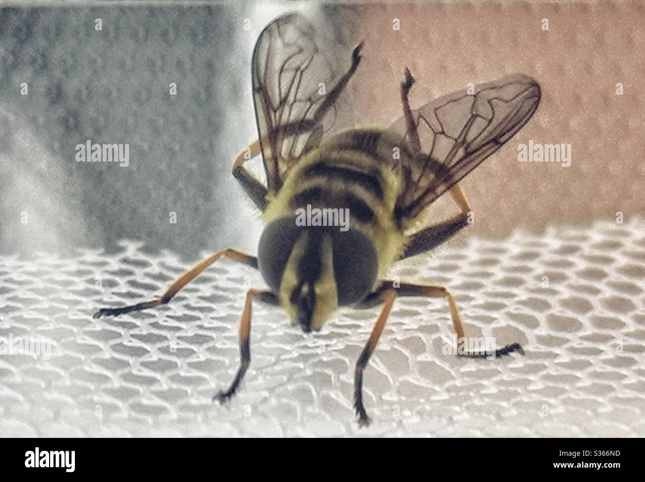 Closeup of wasp raising its hind legs Stock Photo - Alamy
